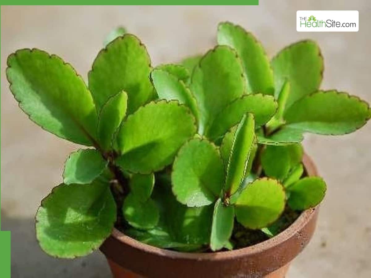 Understanding 10 Side Effects Of Patharchatta Plant: What You Need To ...