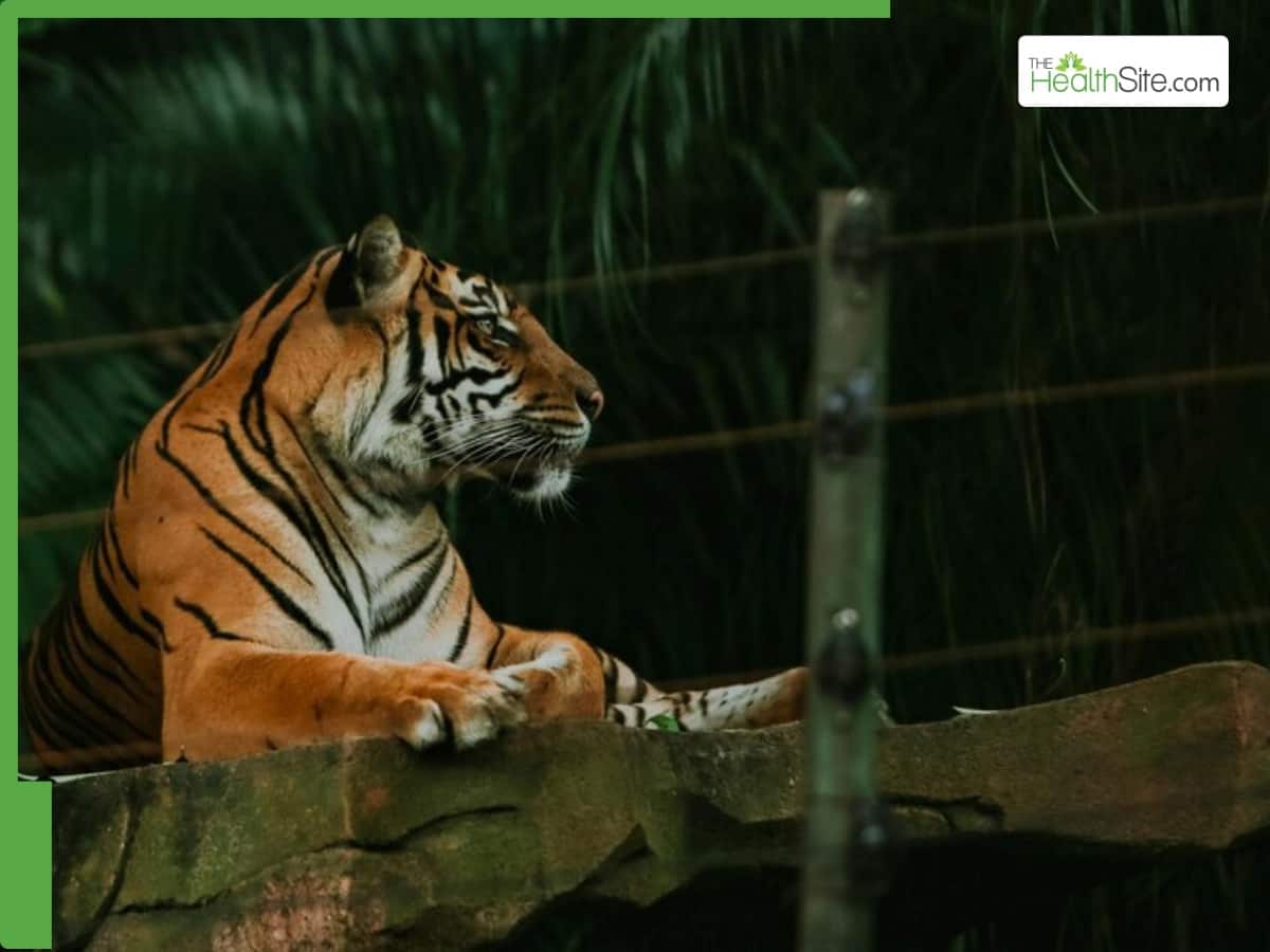 Chinese Zoo Courts Controversy By Selling Tiger Urine With 'Medicinal ...