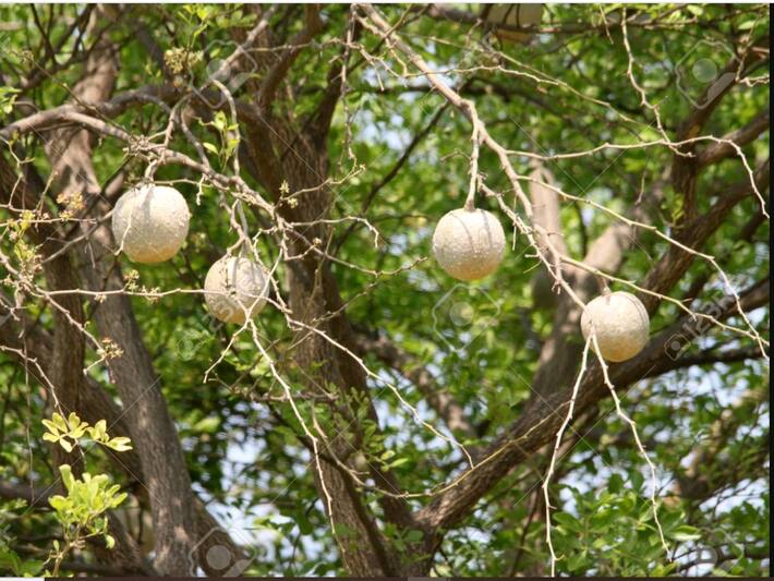 Wood Apple Benefits: बैड कोलेस्ट्रॉल का दुश्मन है देव फल या कैथा, इन ...