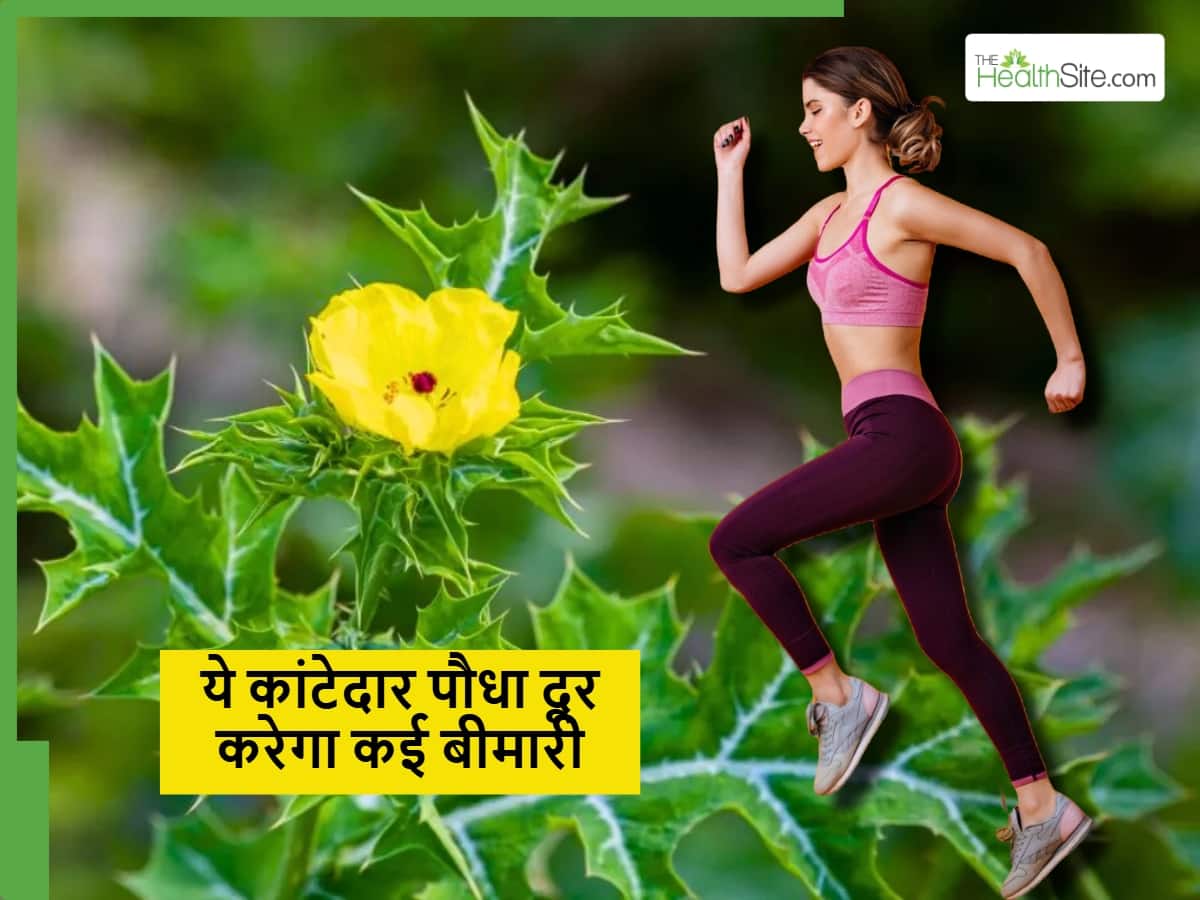 Satyanashi: एक साथ कई बीमारियों को दूर करेगा ये कांटेदार पौधा, बस जान ...