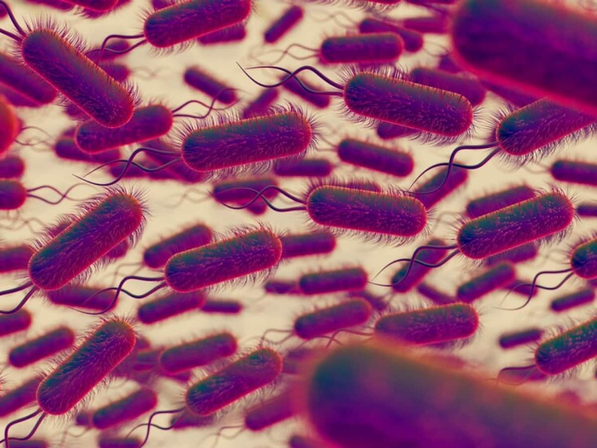Gut Health: What Makes Fecal Microbiota Transplantation (FMT) An ...