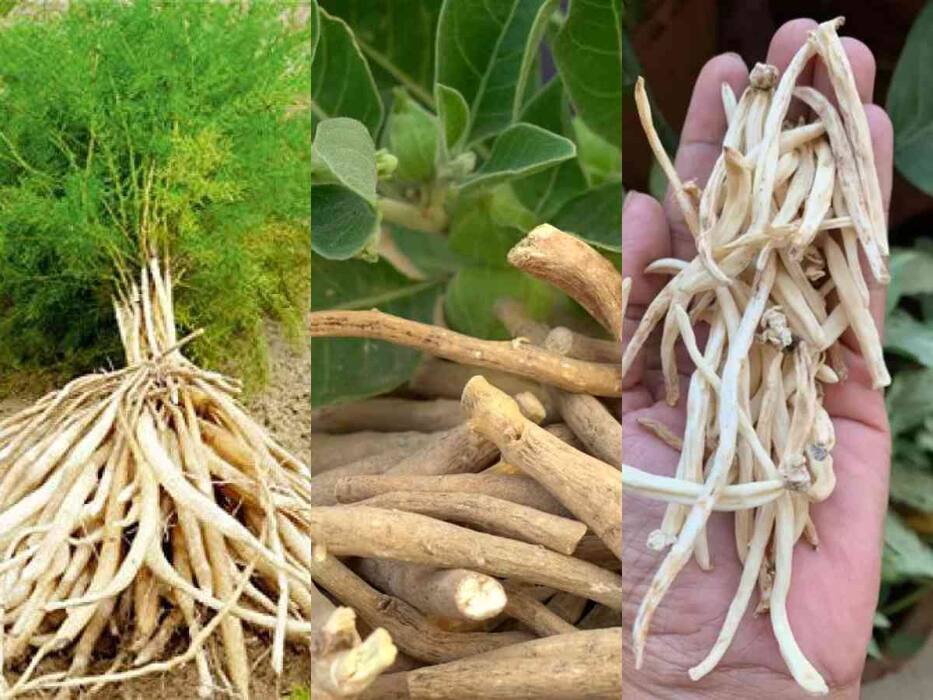 Ashwagandha, Shatavari and Safed Musli Powder Ke Fayde अश्वगंधा, सफेद ...