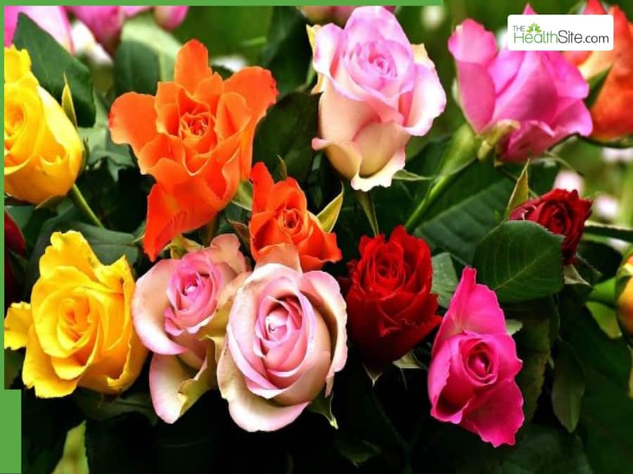 Beyond Roses: Celebrate Rose Day With The Gift Of Lasting Healthy ...