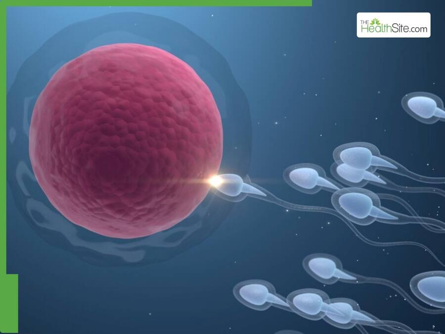 Men's Reproductive Health: What Is The Difference Between Sperm And ...