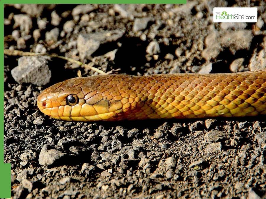 Shocking! Thai Man Finds A Snake In His Ice Cream, Facebook Post Goes Viral | TheHealthSite.com
