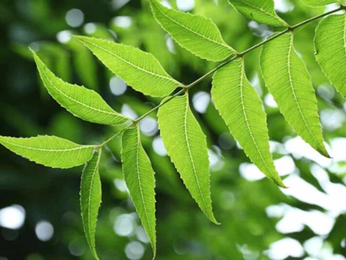 5 Healthy Reasons You Must Consume Neem Leaves Daily In Moderation ...