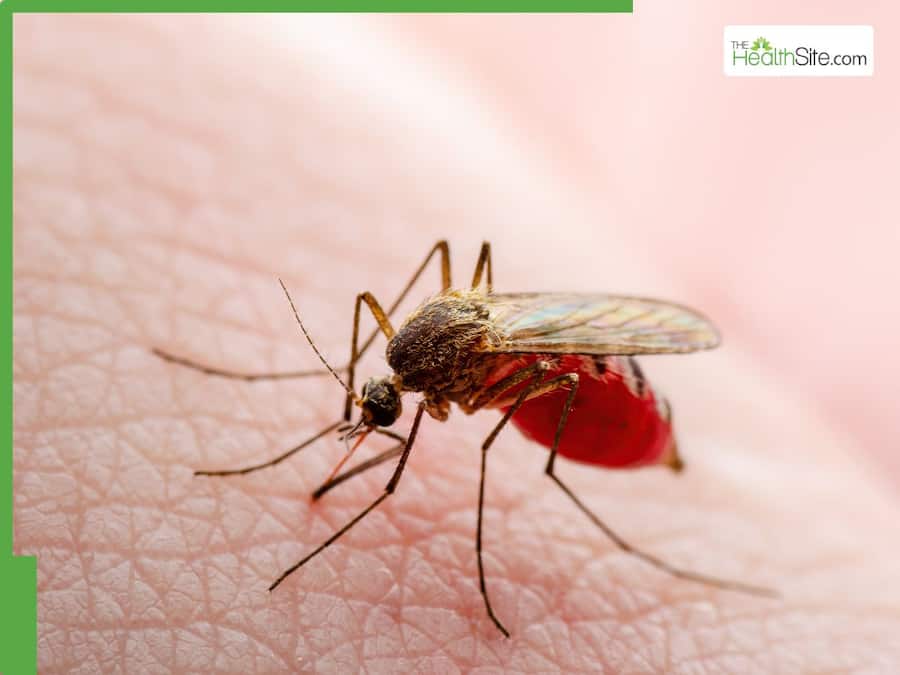 Rajasthan On High Alert as Dengue Cases Spike Amid Monsoon; Jaipur ...