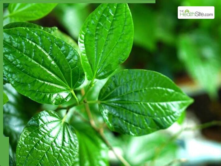 5 Ayurvedic Leaves To Manage Low Blood Pressure Naturally ...