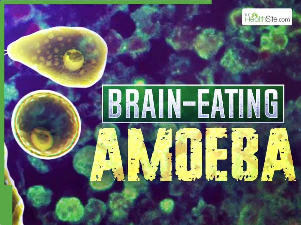 Rare Brain-Eating Amoeba Kills 9-Year-Old In Kerala, State Put On High ...