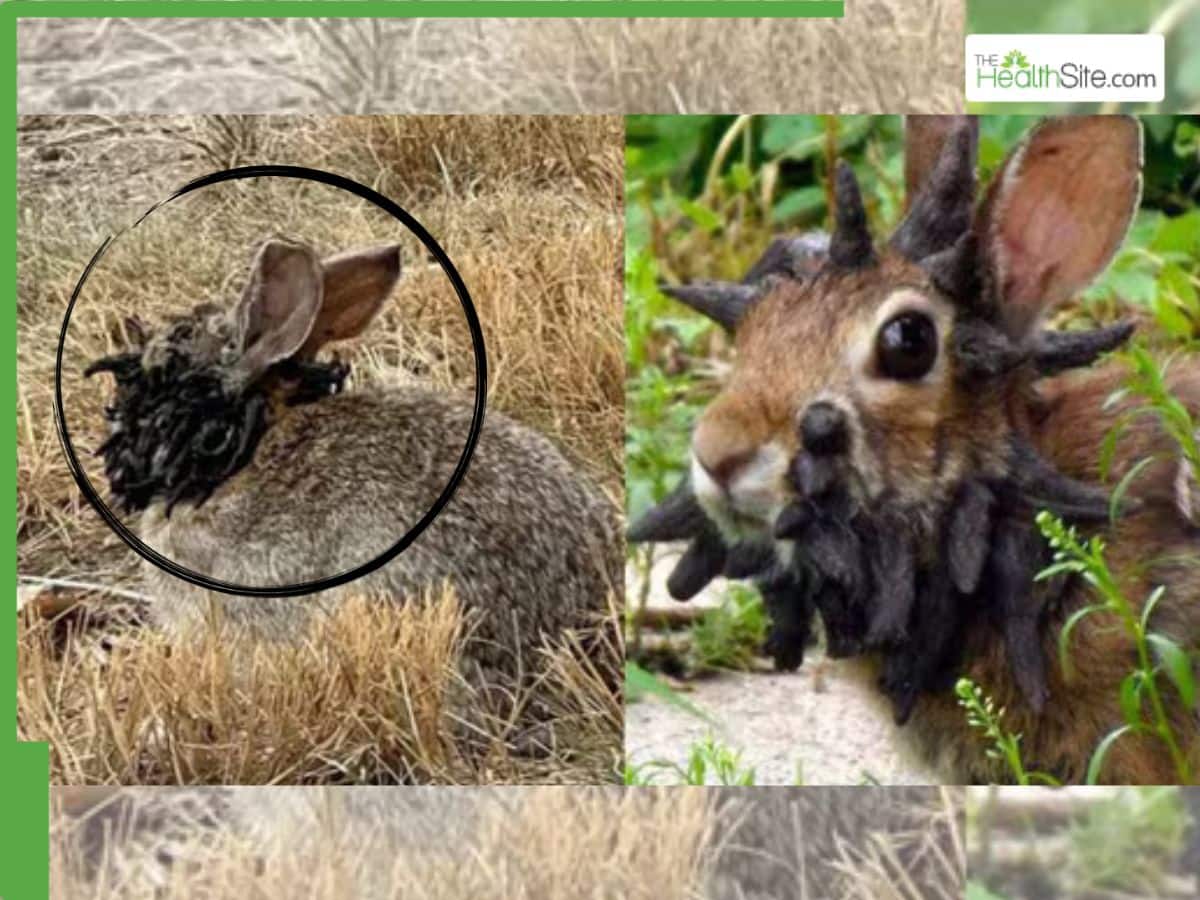 Zombie Rabbits With Terrifying Horn-Covered Faces Found in US: Experts ...