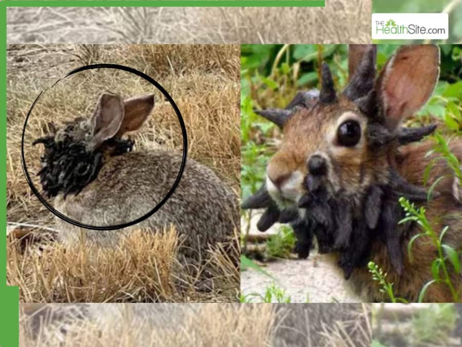 Zombie Rabbits With Terrifying Horn-Covered Faces Found in US: Experts ...