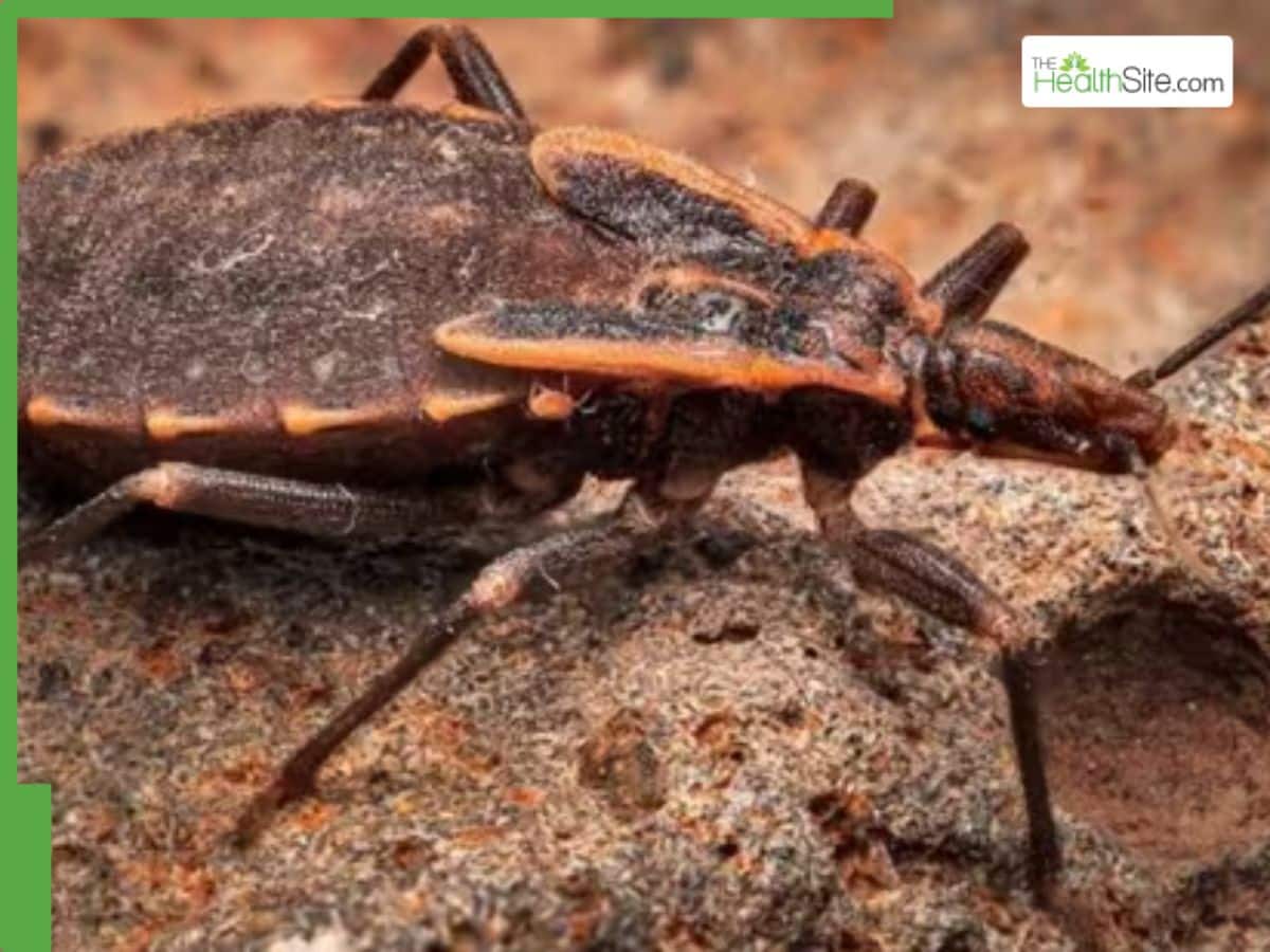 'Kissing Bug' That Carries Chagas Disease Spreads In 32 US States ...