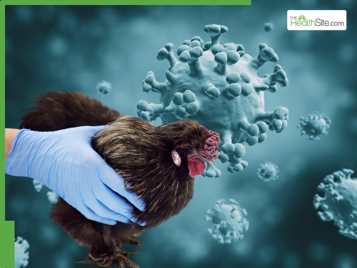 Bird Flu Strain H9N2 Adapts To Human Cells, Scientists Raise Pandemic ...