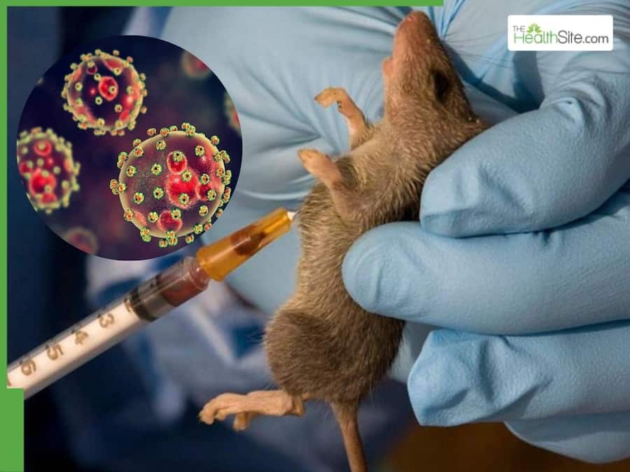 Lassa Fever Outbreak: Life-Threatening Viral Infection Quickly Rises In ...