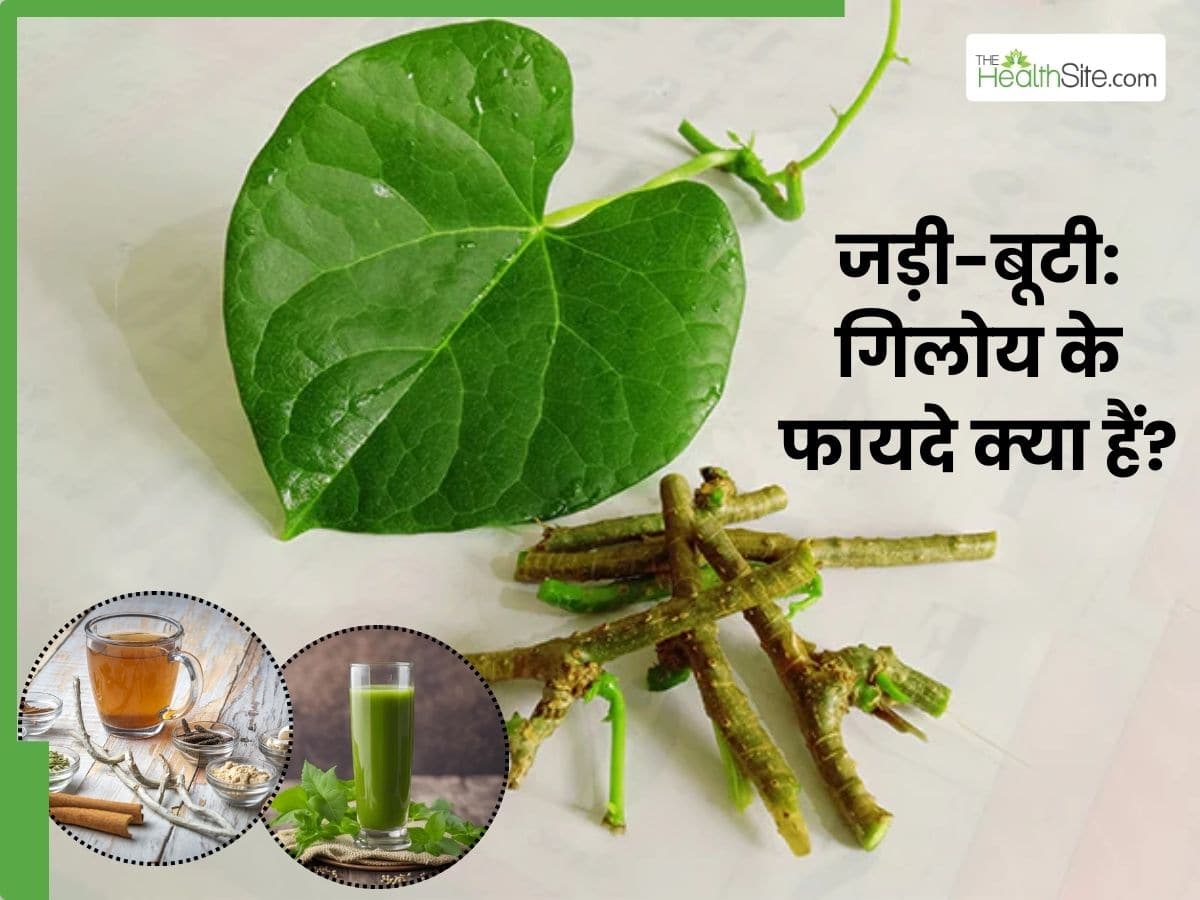 Giloy ke Fayde Kya Hai | आयुर्वेद के अनुसार गिलोय है बेहद फायदेमंद ...
