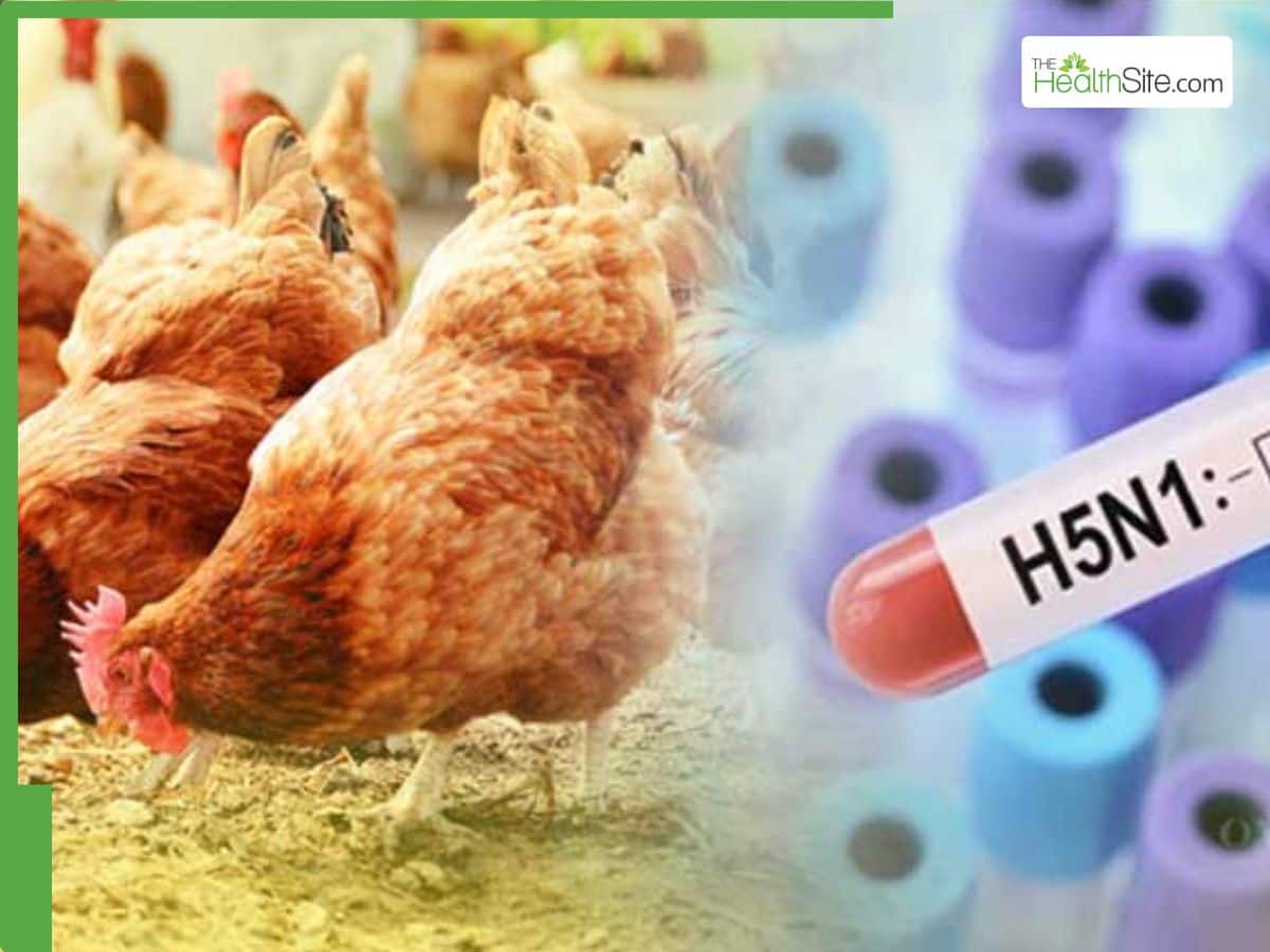 Bird Flu Alert: Is Cooking At 100°C Enough To Destroy The H5N1 Virus ...