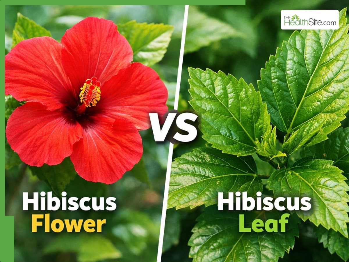 Hibiscus Flower Vs Hibiscus Leaf: Which Works Better For Hair Growth ...