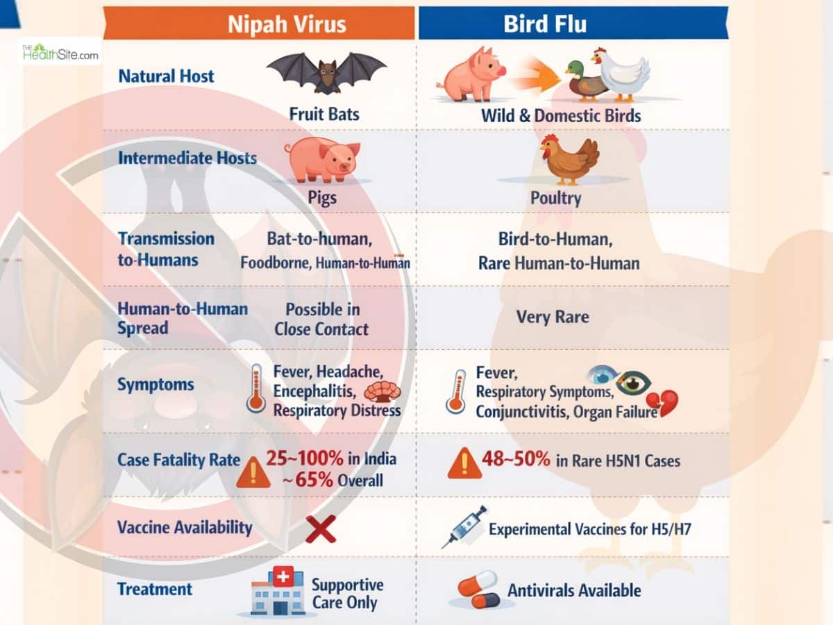 Nipah Virus Vs Bird Flu Outbreak In India: Which Viral Infection Could ...