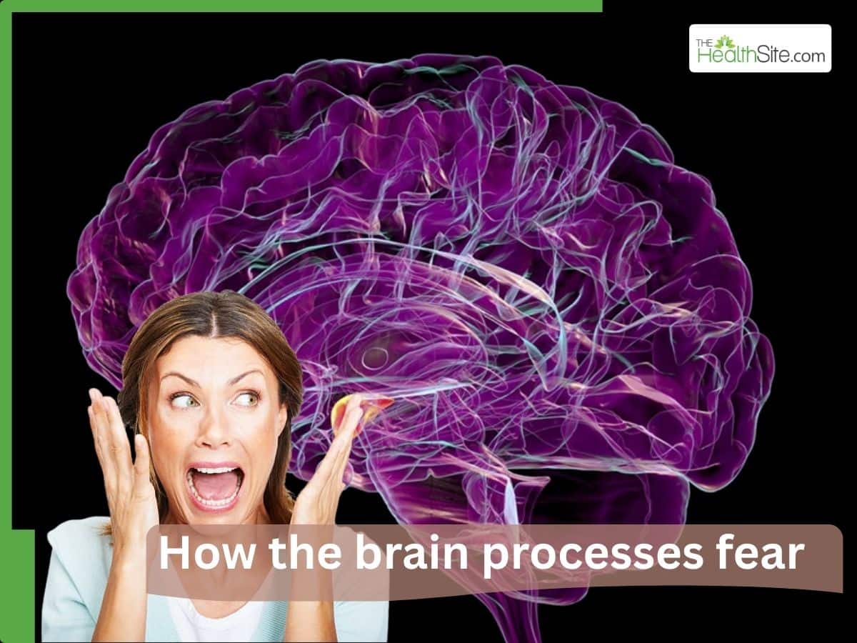 The role of Amygdala in fear and phobias: How the brain processes fear ...