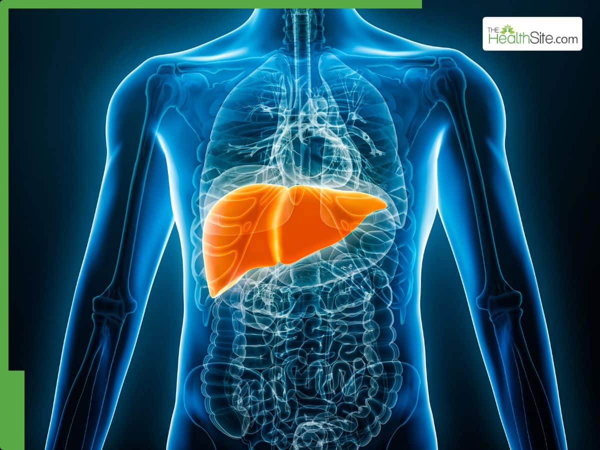 World Liver Day 2026: Can your liver heal itself? Expert explains liver ...