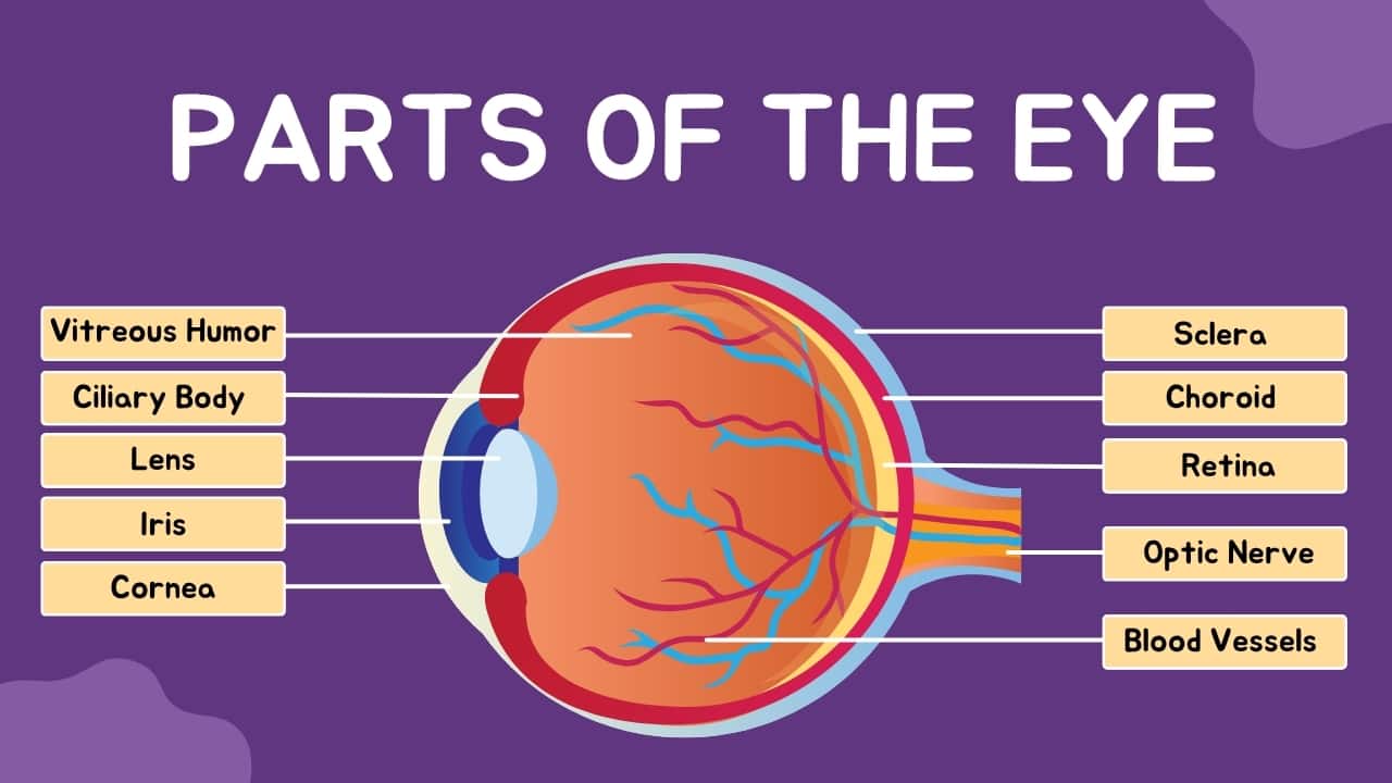 Popular weight loss drug Wegovy linked to eye stroke - a condition that ...